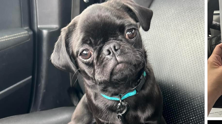 Fundraiser by Hannah Caten : Help sweet Blue get surgery and stop her pain!