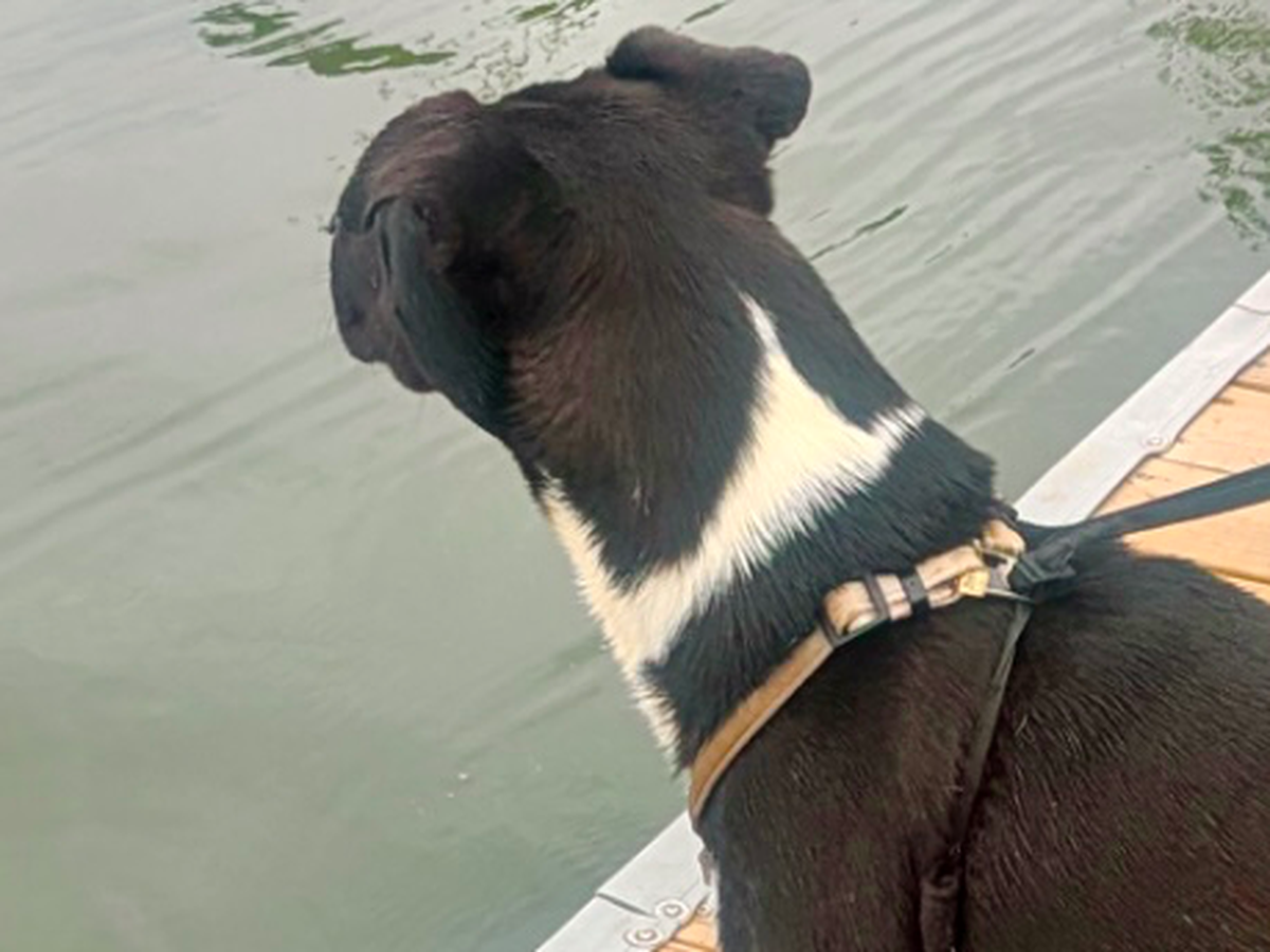 Fundraiser by Jenna Smith : Donate to Winston's Care and Training