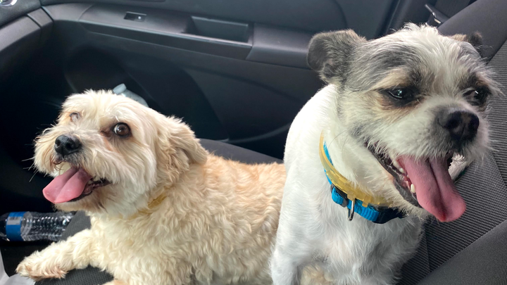 Fundraiser by Alexis Zaragoza : Support Leo's Urgent Eye Removal Surgery