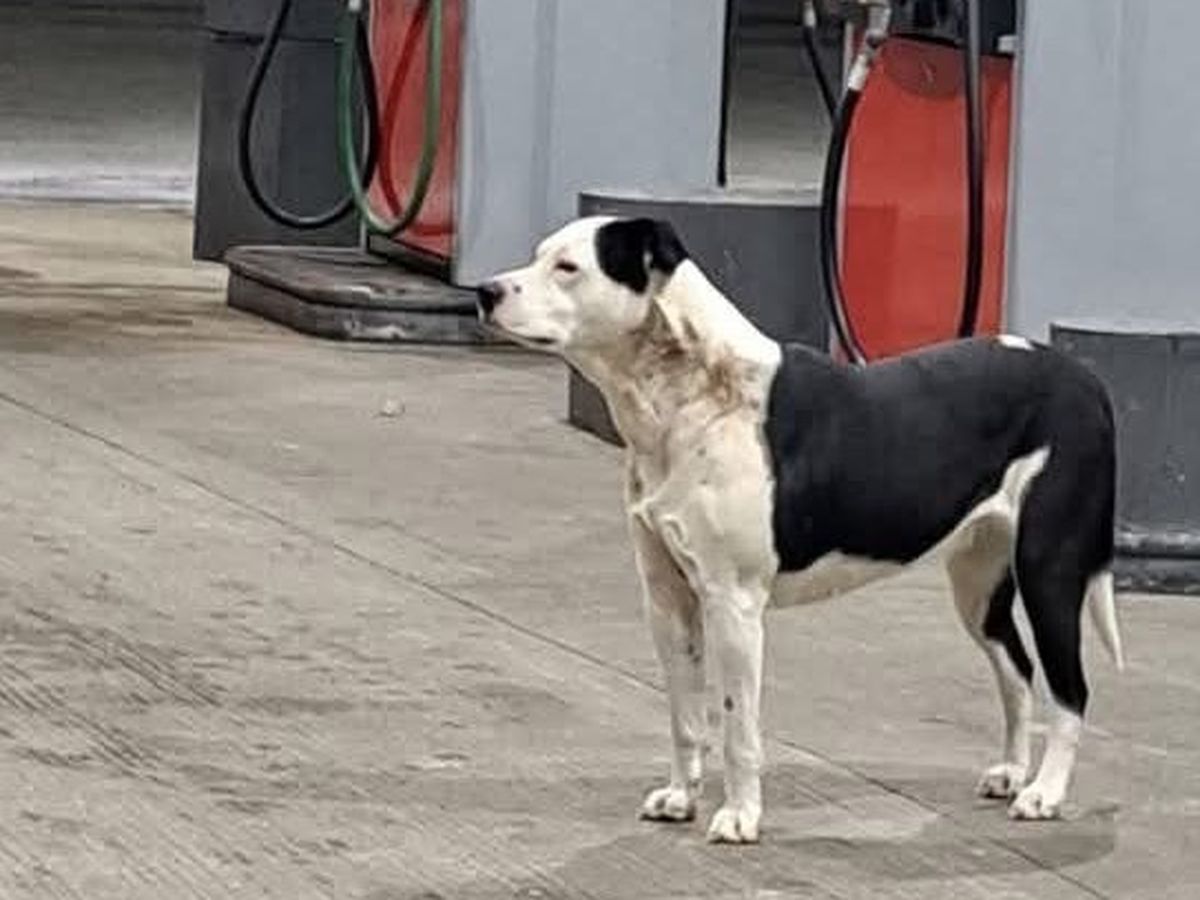 Fundraiser by Angela McNeel : Help Rescue and Heal Our Abandoned Truck ...