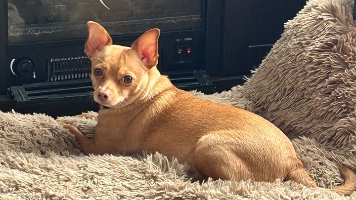 Fundraiser by Manon Huard : Aidez moi à faire courir Luki sans souffrir