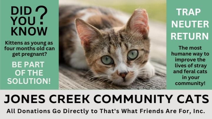 Fundraiser by Charlotte Shaw : Jones Creek Community Cats Project!