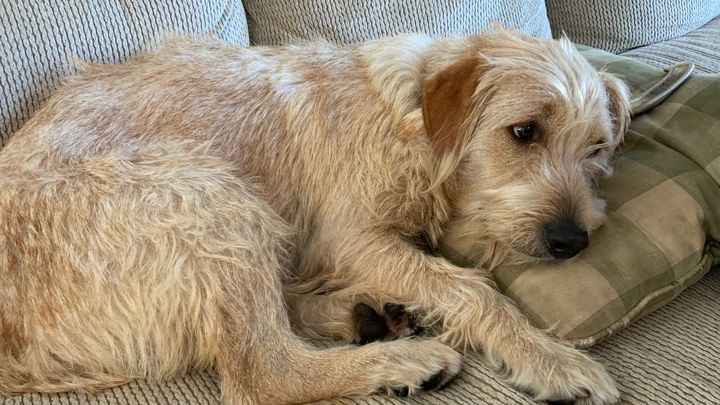 Fundraiser for David Pucci by Noah Pucci : Help bring waffles home from ...