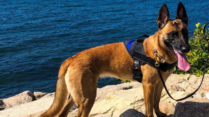 Fundraiser by Julia Massi : Help save Garda