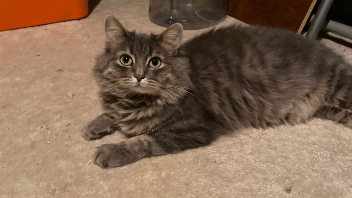 Fundraiser by madison fox : my koda girl is very sick and needs your help