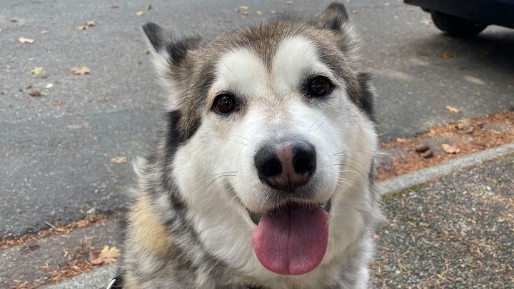 Fundraiser by Michael Forbes : Poppy Needs Your Help!