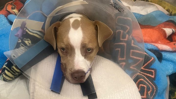 Fundraiser by Amanda Bullard : Please help save our sweet boy Zeus.