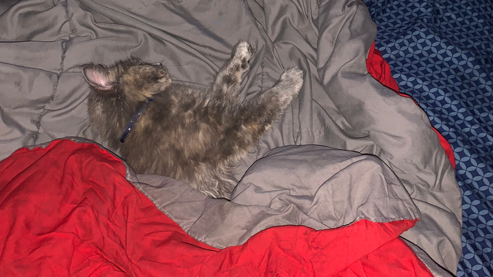 Fundraiser by Gracelyn Harper : Help Grace and Ryleigh Adopt a New Kitty