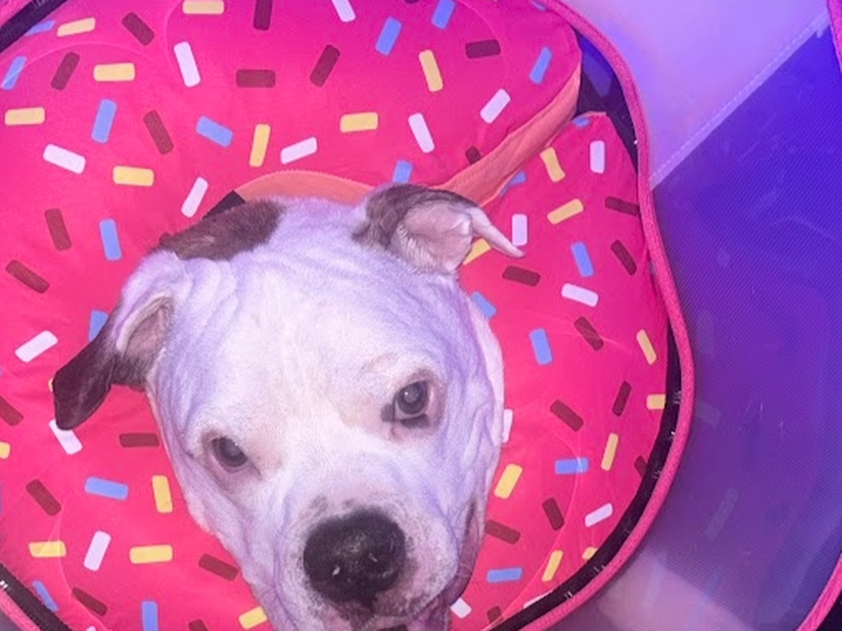 Fundraiser by Megan Williams : Help Hobbes with his Leg Amputation