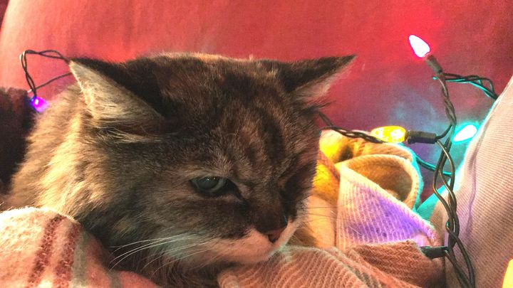 Fundraiser by LAWRENCE PINSKY : XMAS PUSH!! PLEASE SUPPORT KITTY'S ...