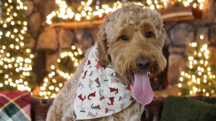 Fundraiser for Carli Redmond by China Vazquez : Theo’s medical bills