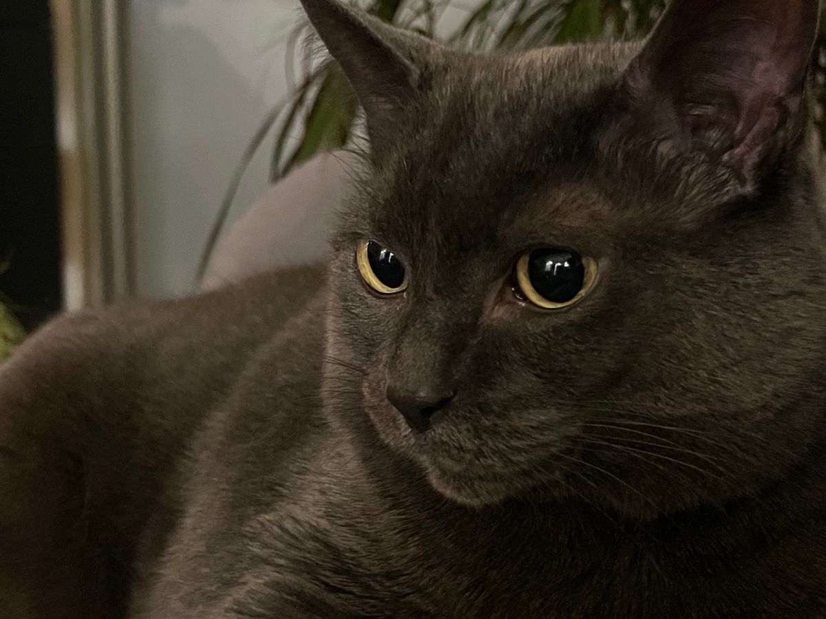 Fundraiser by Emily Feist : Please Help Hugo