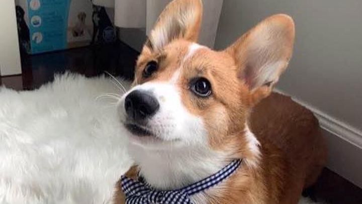 Fundraiser by Stephanie Packer Mendelson : Help Teddy receive life ...