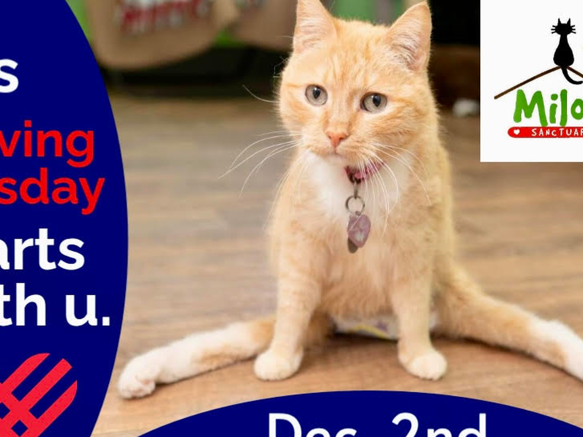 Fundraiser by Michele Hoffman : GIVING TUESDAY to Support Milo's Sanctuary's Mission