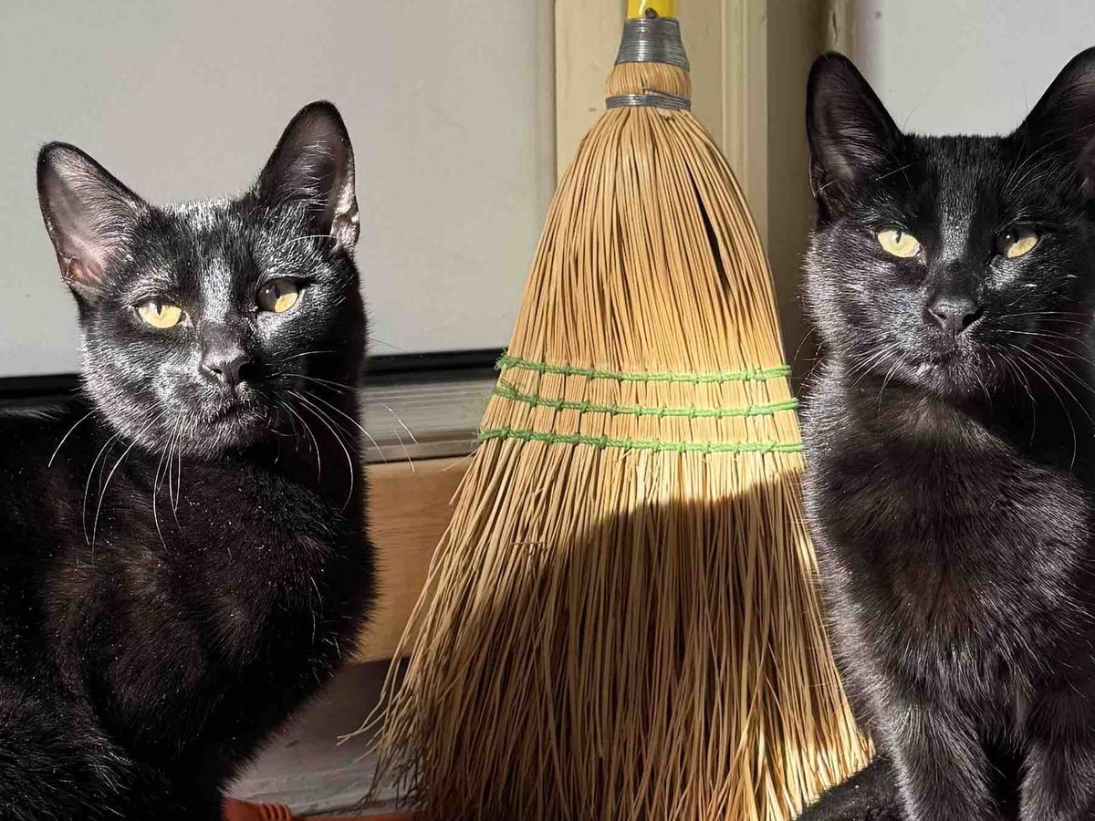 Fundraiser by Ashley Nacyk : Rescue Kittens from a Chilly Fate