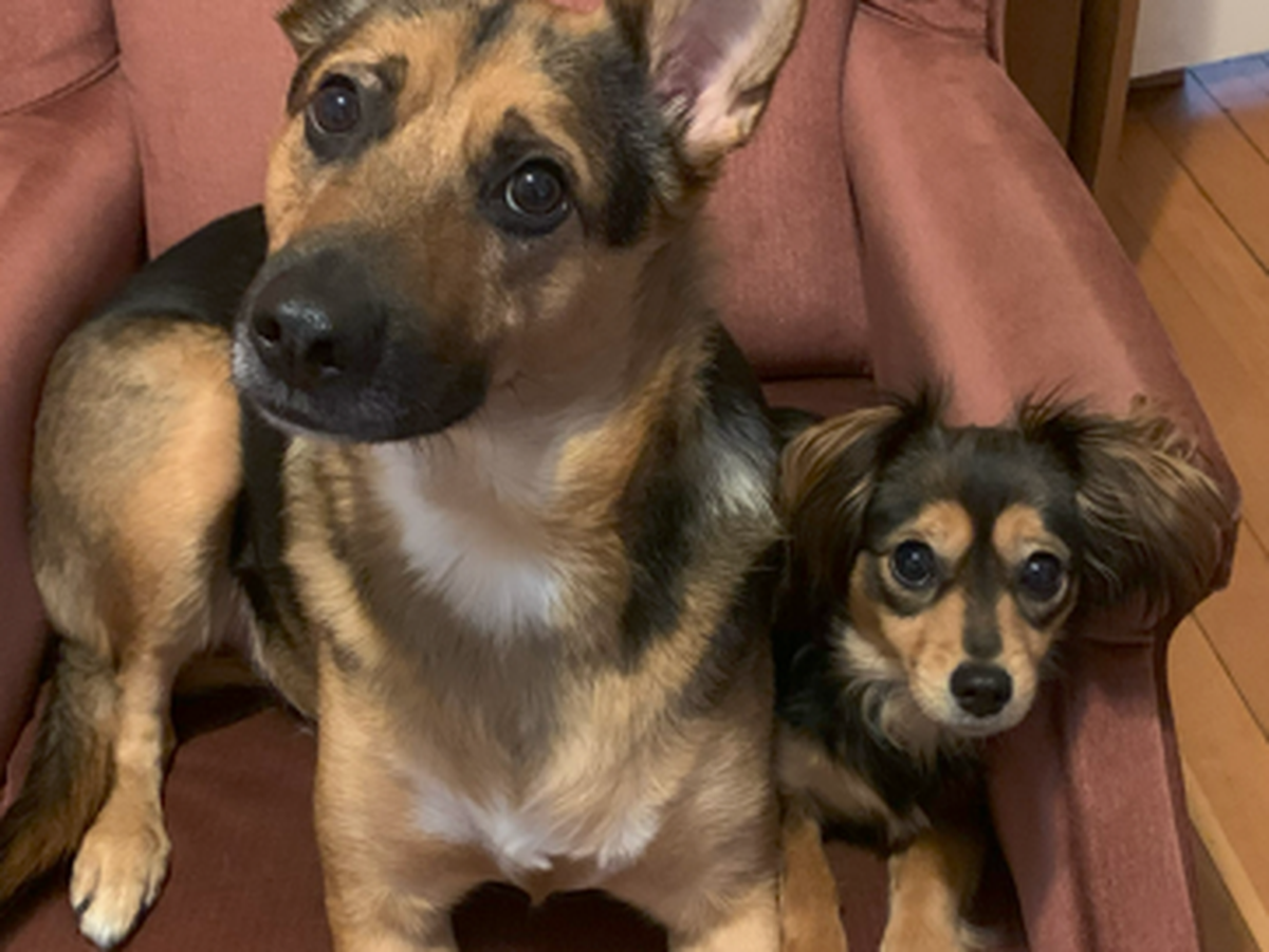 Fundraiser by Dak Fitz : Help Dak with Zeus' vet bills and Willow's Recovery