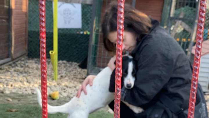 Fundraiser by Zeynep Bozbay : Geburtstagswunsch Tierschutz