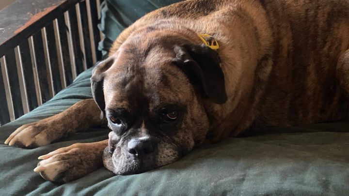 Fundraiser by Cassandra Colley : Gracie’s surgery