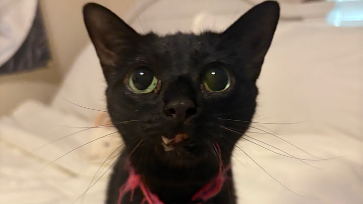 Fundraiser by Emmie C : Help Chumpkins Heal: Urgent Surgery Needed