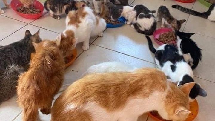 Fundraiser for Michaela Whaley by Paul Neighbourage Whitehouse : Kitty ...