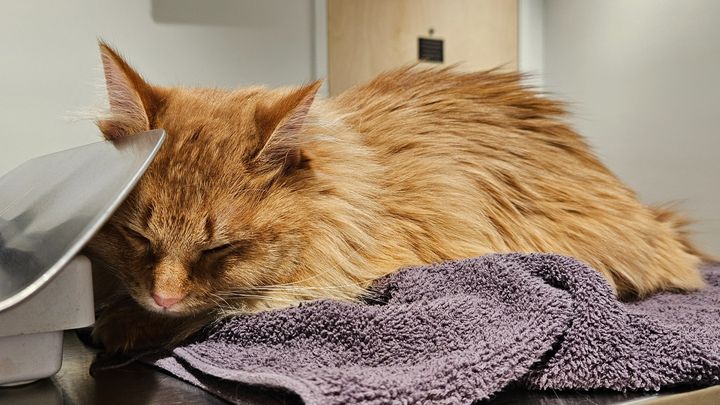 Fundraiser by Sara Holsen : Help Chimba Recover from Emergency Surgery