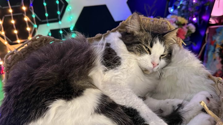 Fundraiser for Biggest Stacey RPG Fan by Stacey RPG : Donation For ...