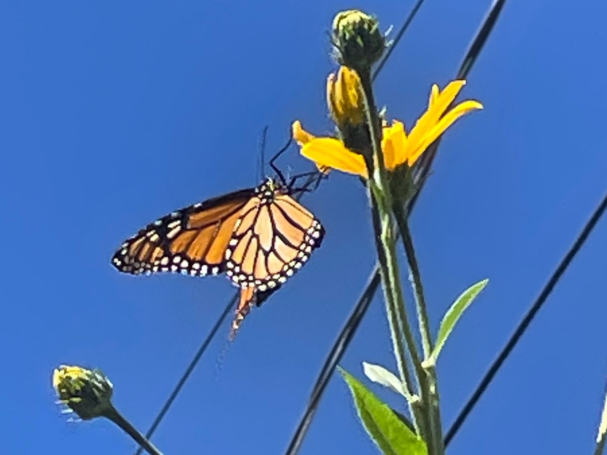 Fundraiser for Sam Albarian by dandy lion : Support Aspen’s Legal Costs ...