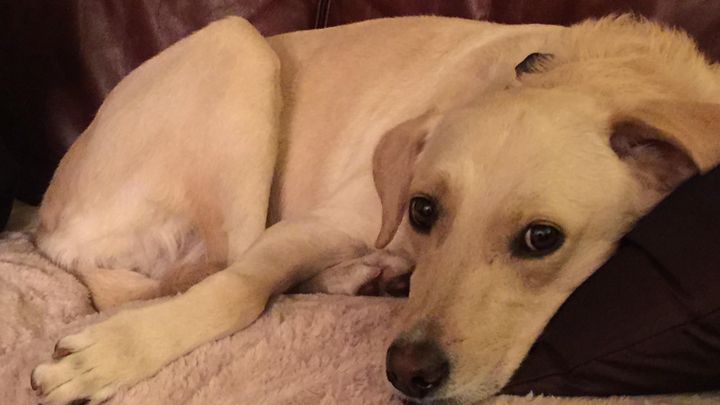 Fundraiser by Judith (MIA) Hetherington : LOVE BUG - MISS MIA NEEDS ...