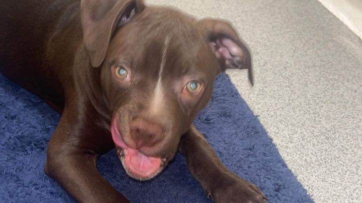 Fundraiser by Natasha Scott : XL Bully Exemption Fee