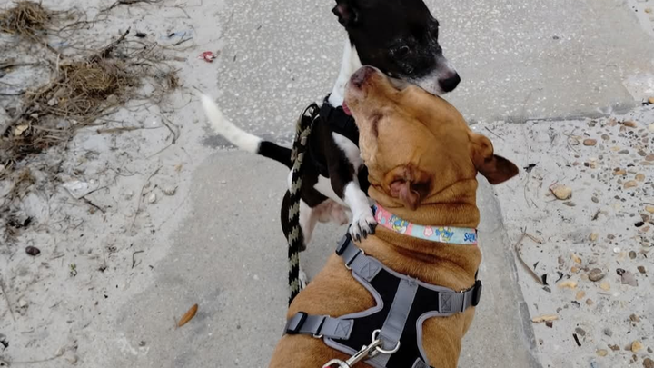 Fundraiser by Brenda Long : Give Moo Jangles a Fighting Chance