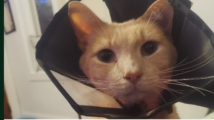 Fundraiser by Katie Spaulding : Help for Walter: Raising Funds for ...