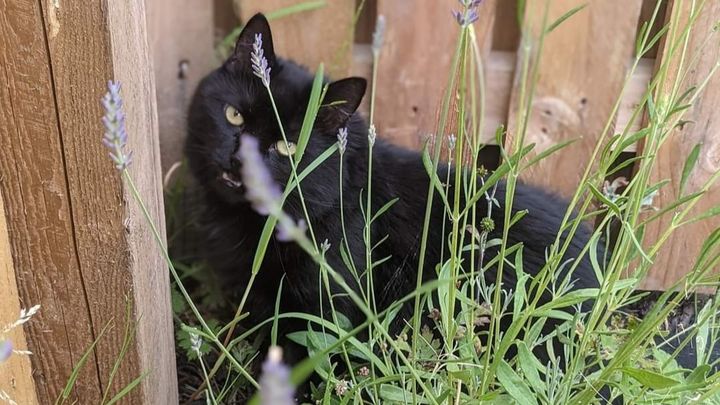 Fundraiser by Olivia Paterson : Brain Surgery for Anakin