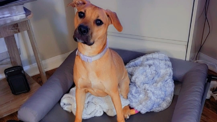 Fundraiser by Jennifer Cribb : Help Luna Get Life-Saving Surgery