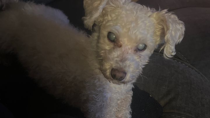 Fundraiser by Brenduhh Jimenez : Rocky’s cataract surgery