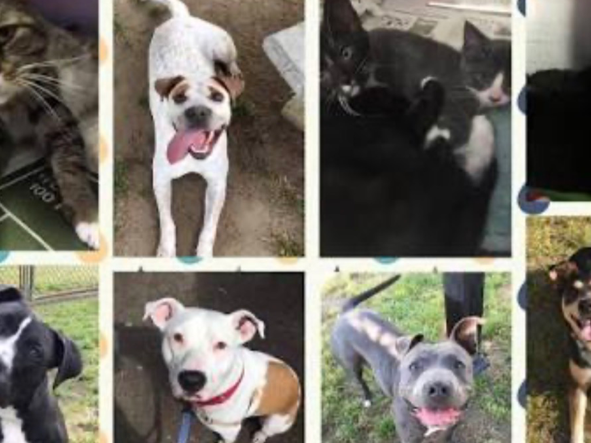 Fundraiser by Kennon Avery : Help Kennon Avery Aid Colonial Heights Animals