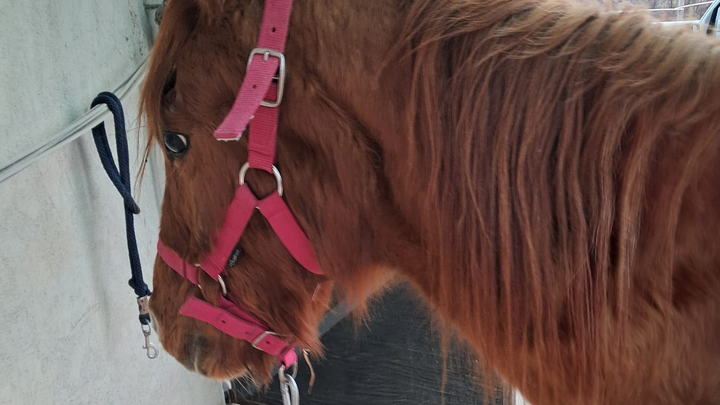 Fundraiser by Casa Del Cane Vagabondo Casa Del Cane Vagabondo : LA ...