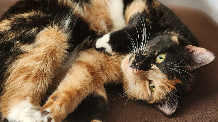 Fundraiser by Tasha Perkins : Support Baddie's Urgent Dental Surgery