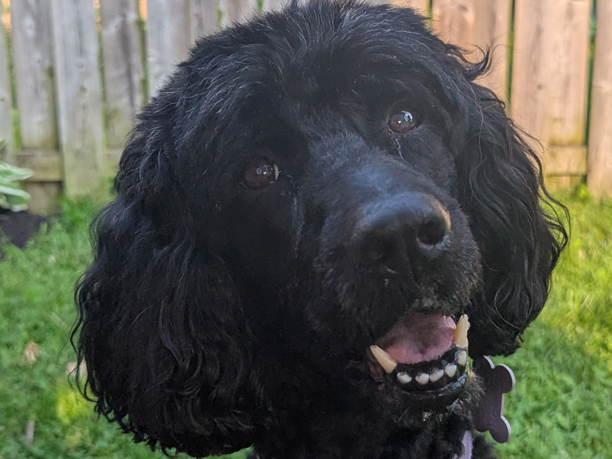 Fundraiser by Suzette Landry : Help Sadie to remove lump's