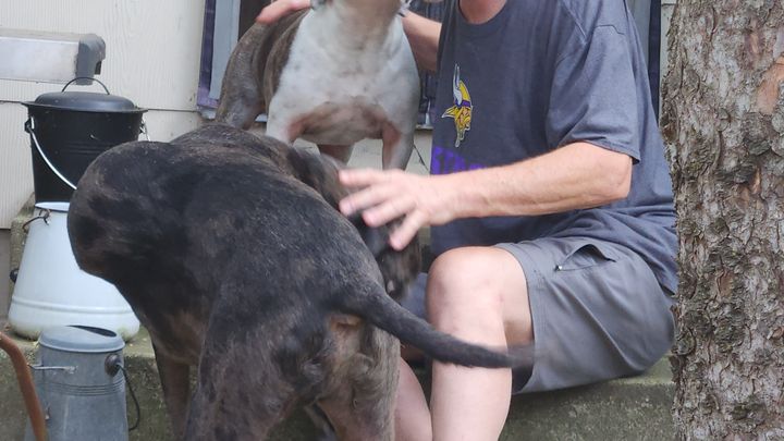 Fundraiser by David Bumgardner : Help Bowie Remove His Large Tumor