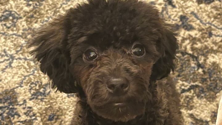 Fundraiser by Jill Brodeur : Help Oliver 6months old get life saving ...