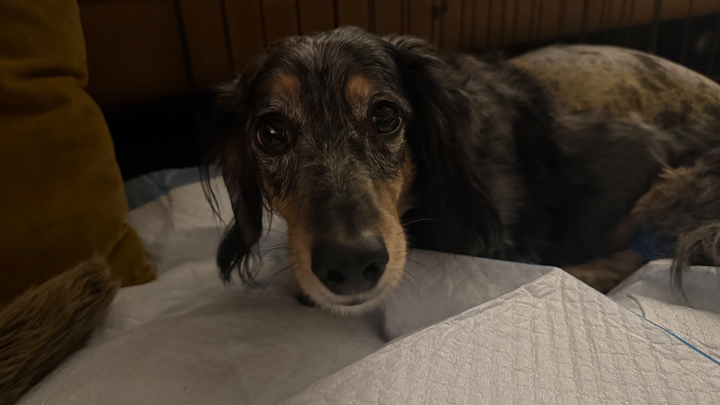 Fundraiser by Dee Clement : Support Doobie's Recovery: Help Him Heal