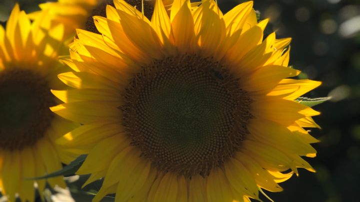 Fundraiser by Stacey Evanshine : Help Haley replace her engine