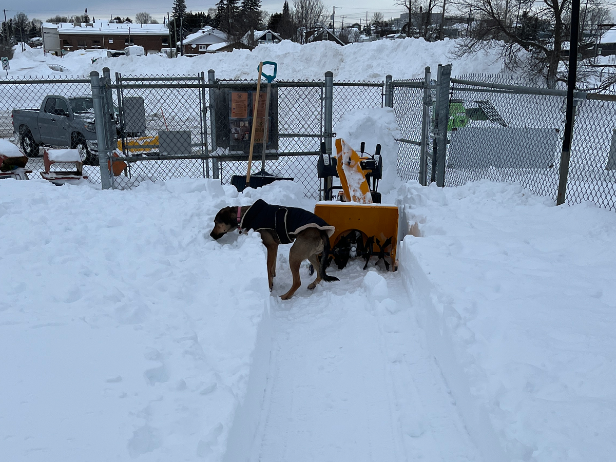 Fundraiser for Melanie Perron by Paul Charles : Timmins Volunteer Dog Park