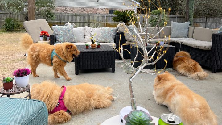 Fundraiser by Tracey Sparagis : Dogs Come First