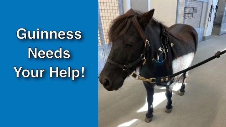 Fundraiser for Michelle Slack by George Tachtiris : Little Guinness and ...