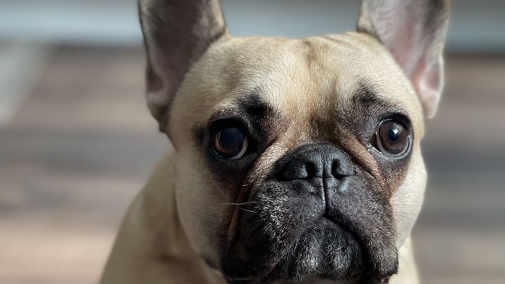 Fundraiser by Souvenir Ros : Help for Benji the Frenchie IVDD surgery