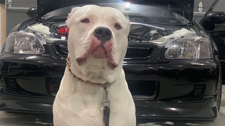 Fundraiser for Nicole Stubbs by Christopher Thwaites : Help Roman with ...