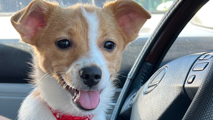 Fundraiser by Nicole Caro : Help to save Nala’s leg