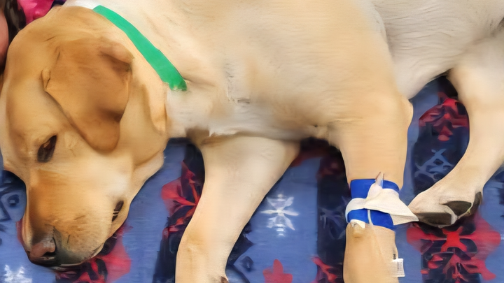 Fundraiser for Sheila Olson by Rae H : Support Shelby and her family