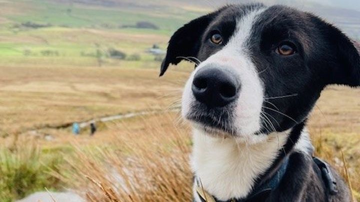 Fundraiser by Samantha Hudson : Helping Yorkshire Poundies